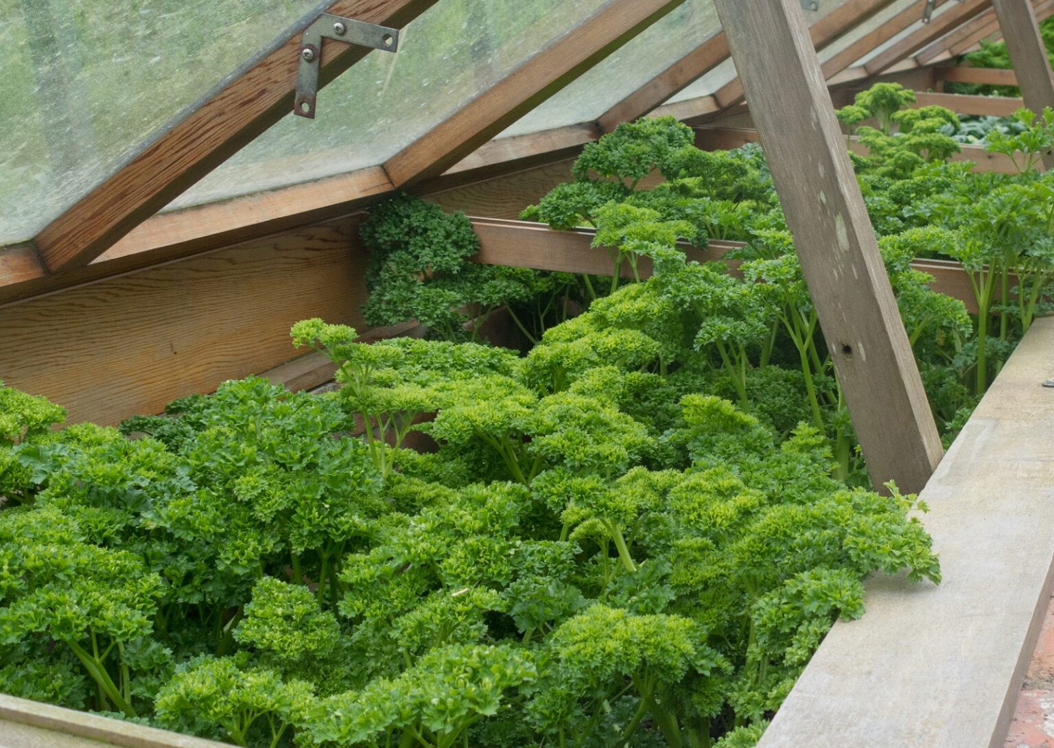 Comment bien choisir sa serre de jardin ? Guide d'achat