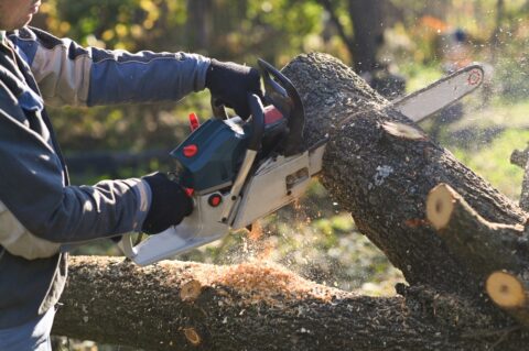 Prix d'un abattage d'arbre - Tarif 2026 | Paysagiste.info