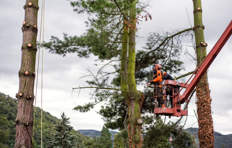Prix Abattage Sapin 15m